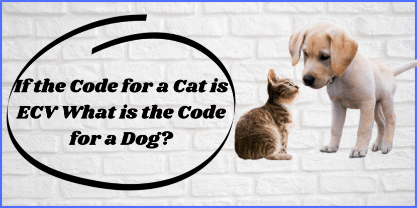 If The Code For A Cat Is ECV What Is The Code For A Dog?