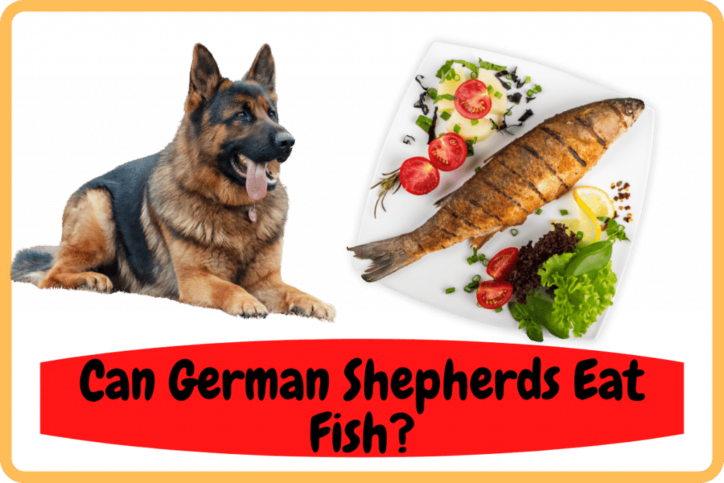 Can German Shepherds Eat Fish? 3 Useful Tips » Pet Smush